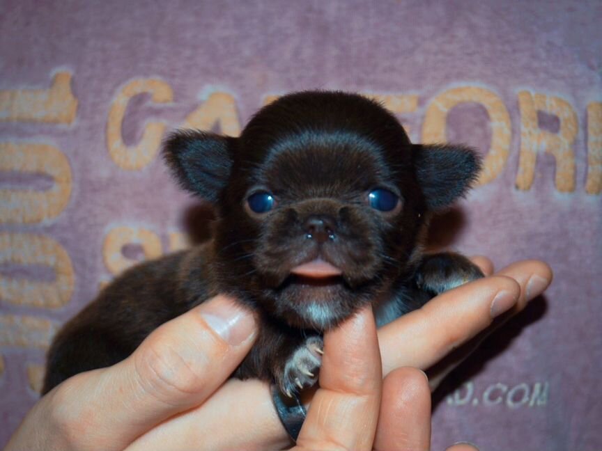 Мини малышок чихуахуа шоколадный