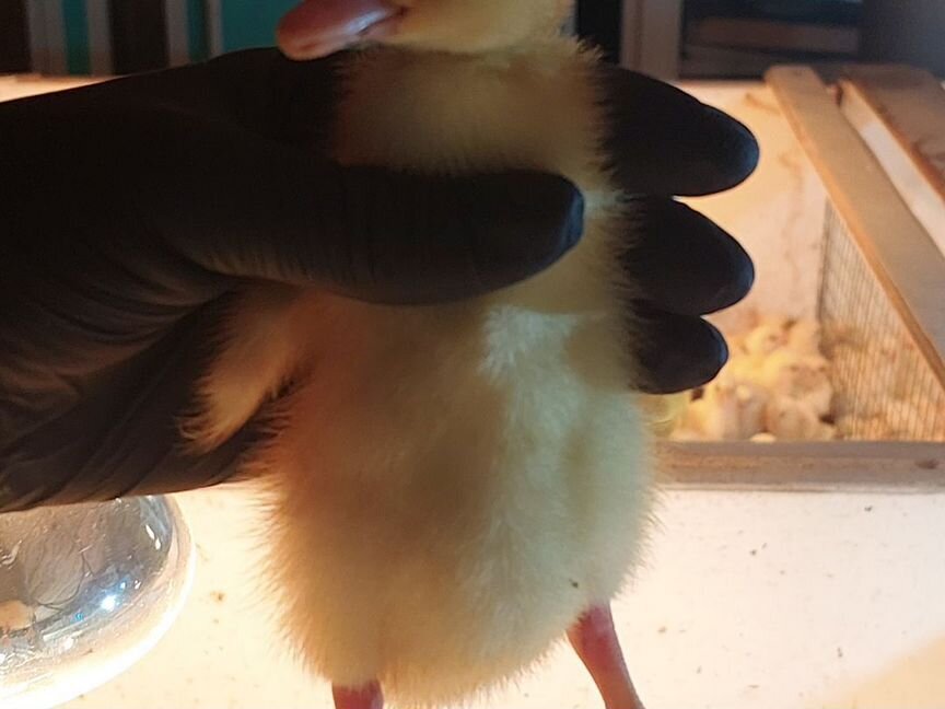 Утята Черри Вэлли