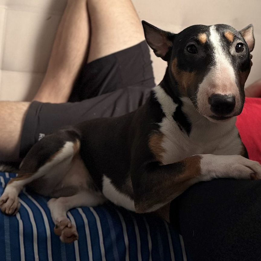 Мини-бультерьер, взрослая собака