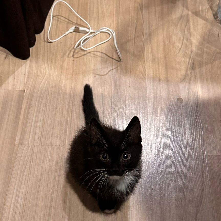 Котенок девочка в добрые руки