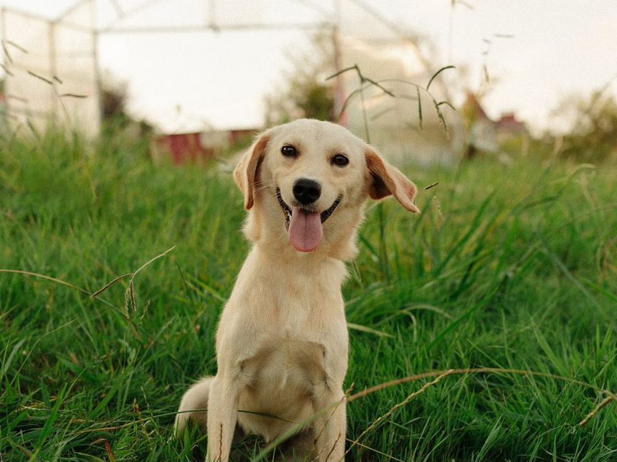 Собака в добрые руки