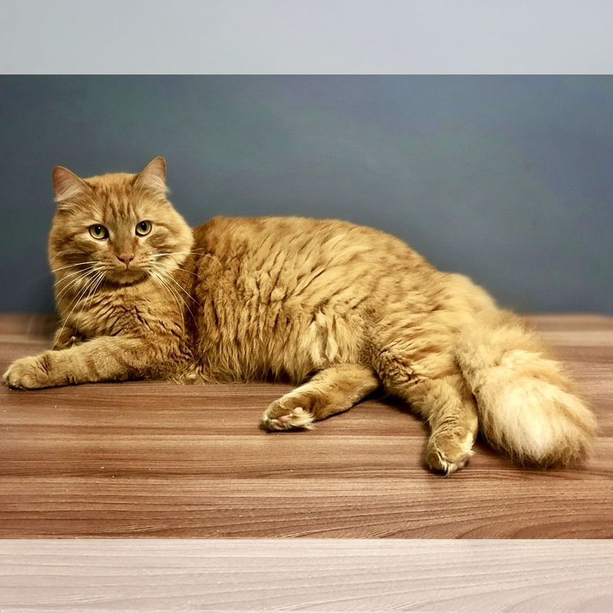 Взрослый кот в добрые руки