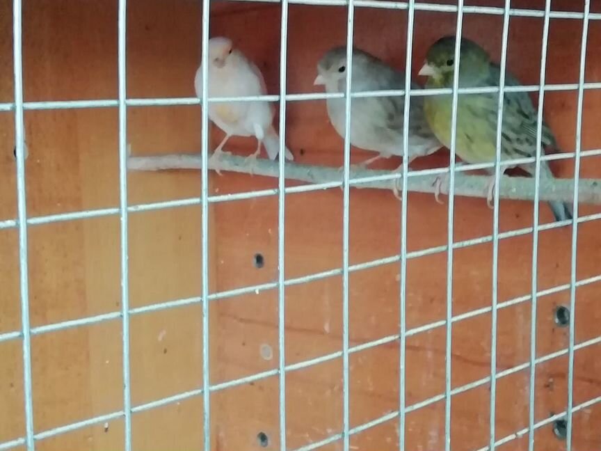 Канарейки овсяночного напева