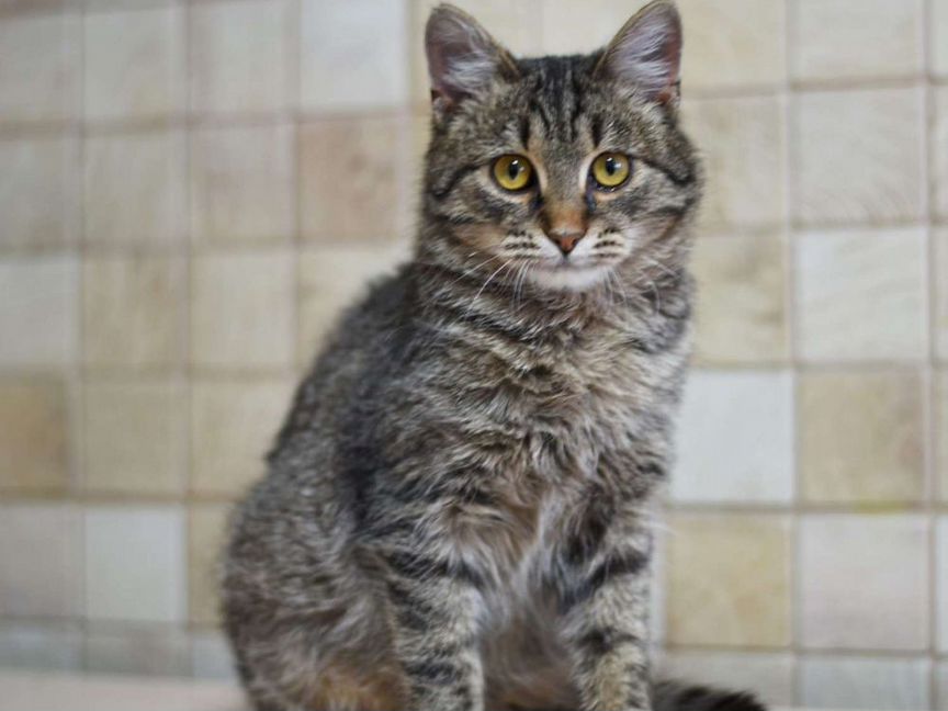 Котик меньше года, тигруша