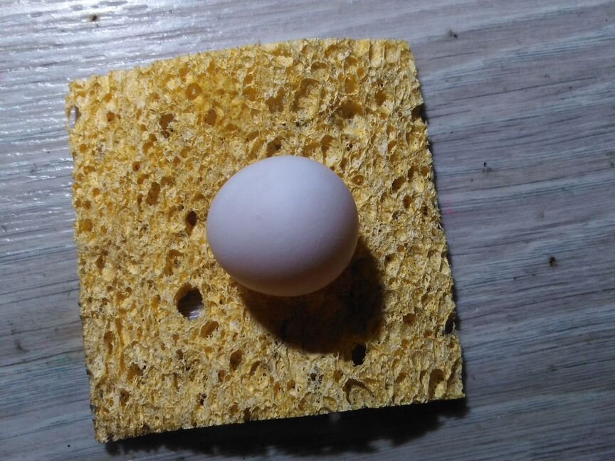 Яйцо попугая неоплодотворенное