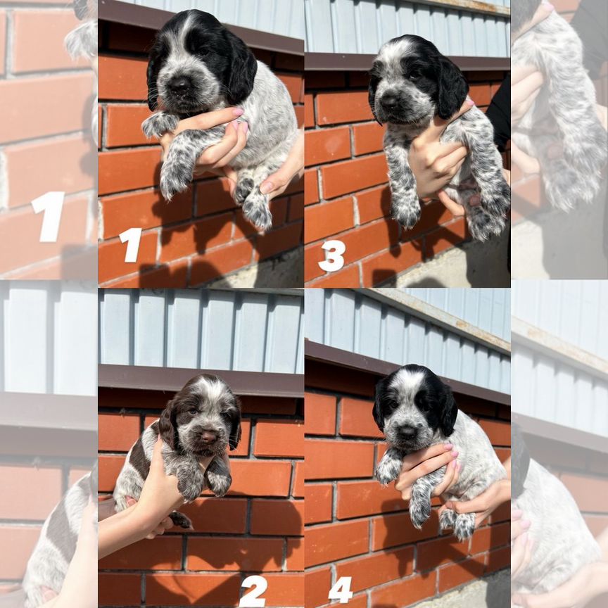 Русский охотничий спаниель, щенок