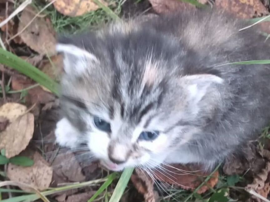 Кошечка в добрые руки