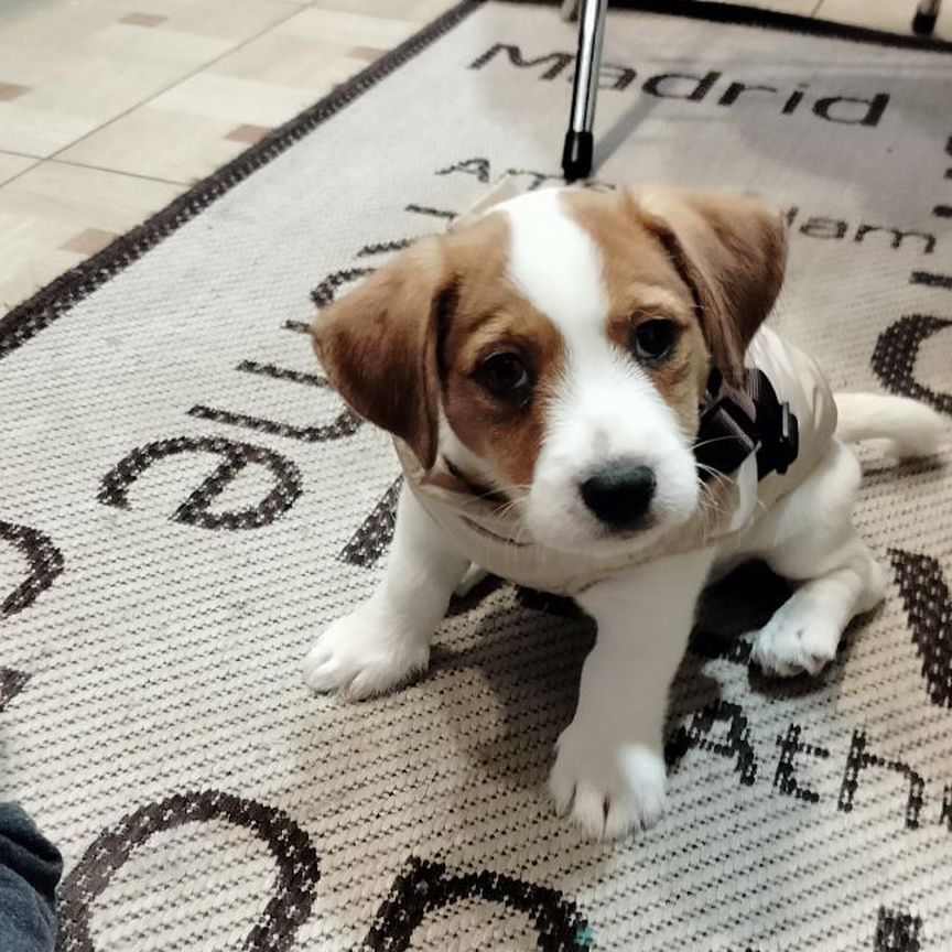 Щенок джек рассел