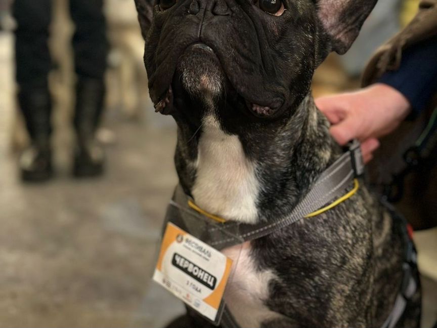 Французский бульдог Бакс бесплатно