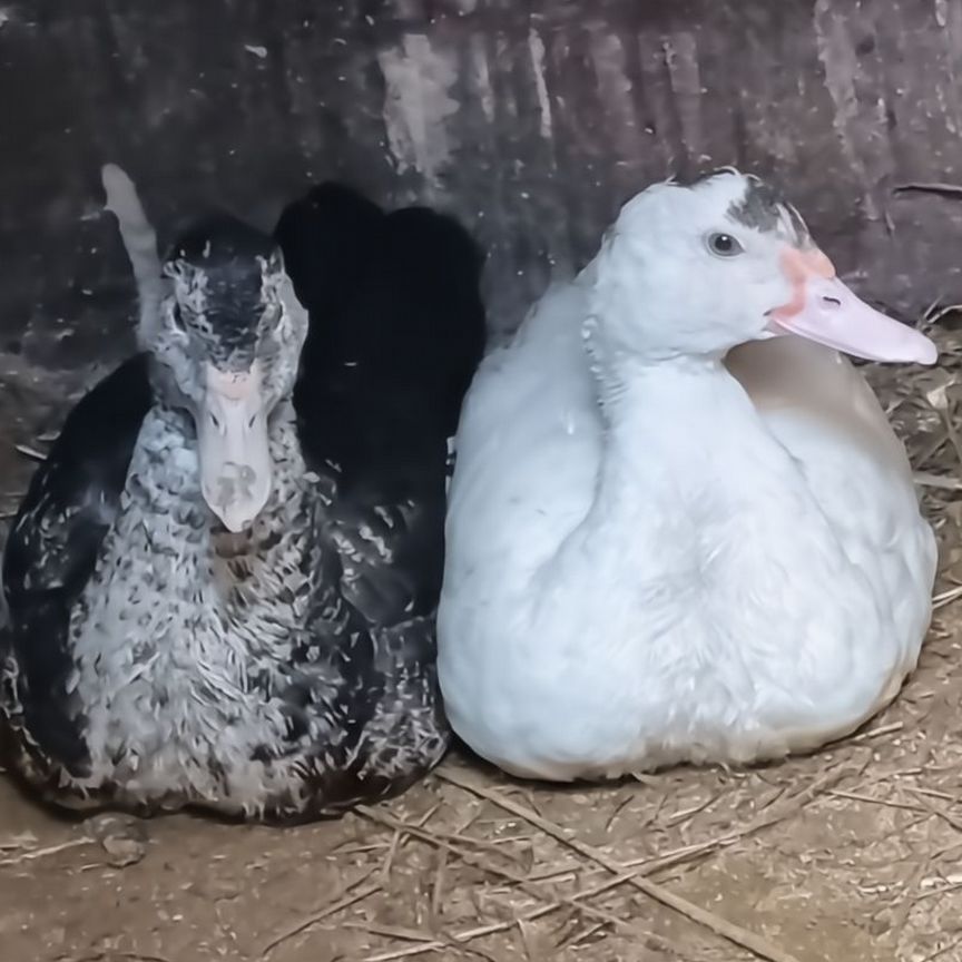 Индоутка мускусная утка