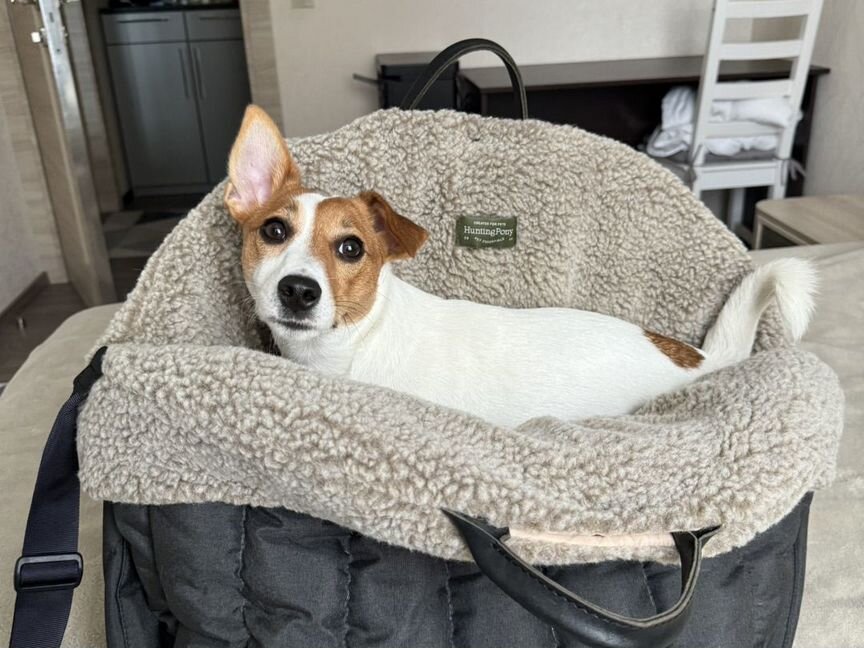 Автокресло Hunting Pony + чехол для автокресла