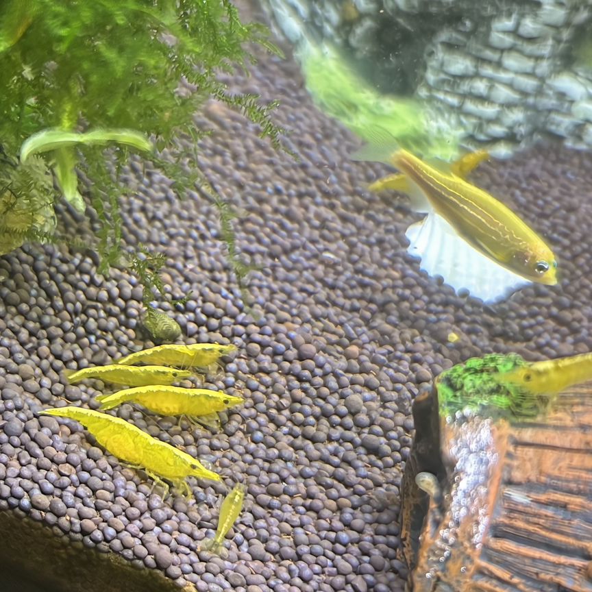 Креветки аквариумные неоновые желтые