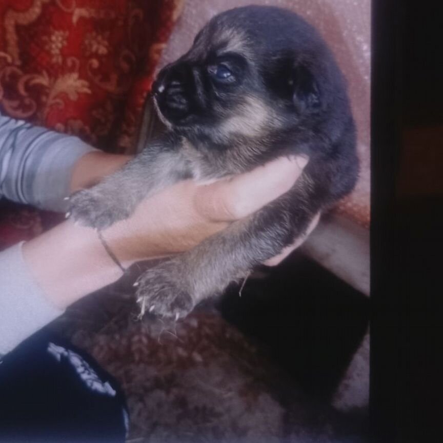 Немецкая овчарка, щенок