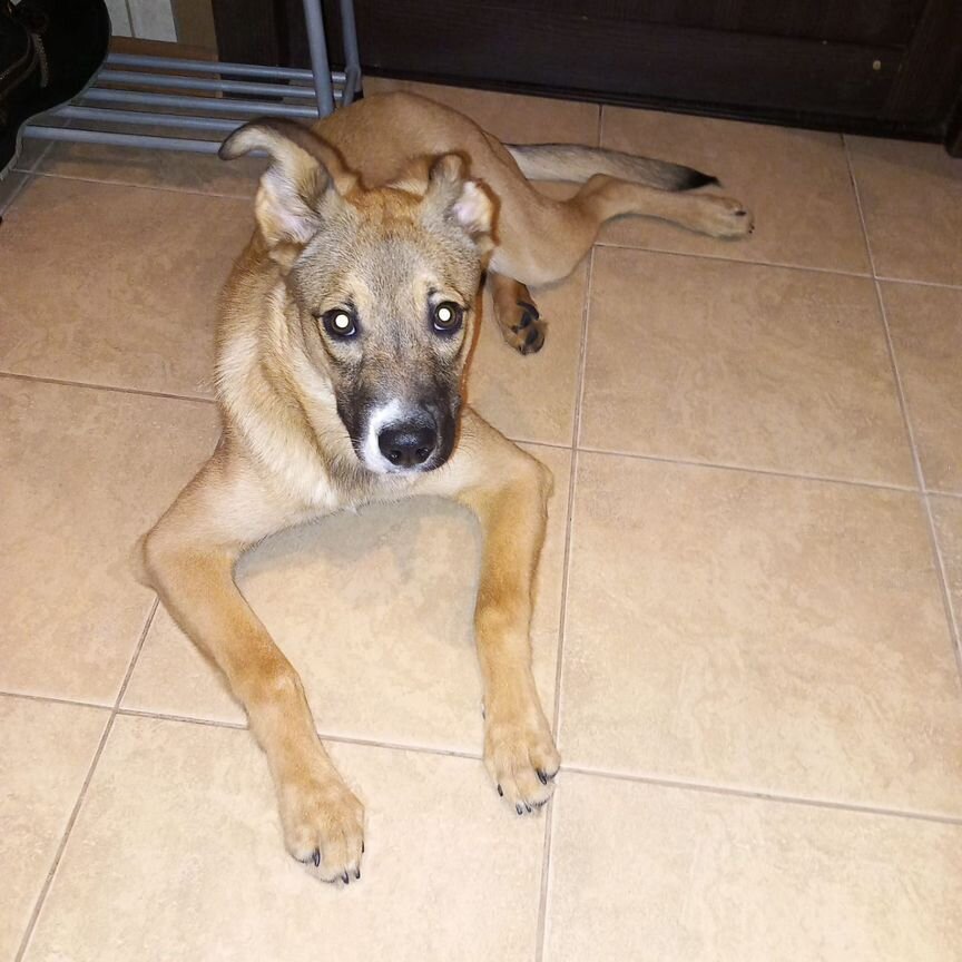 Щенок в добрые руки