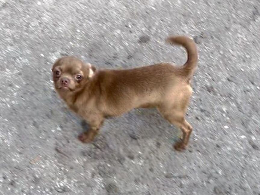 Шоколадный кобель чихуахуа. 1 год. Документы