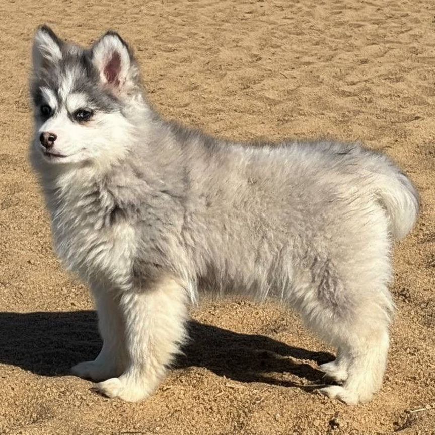 Помски, щенок