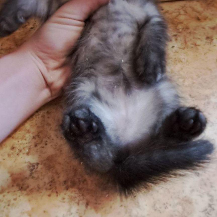 Котята