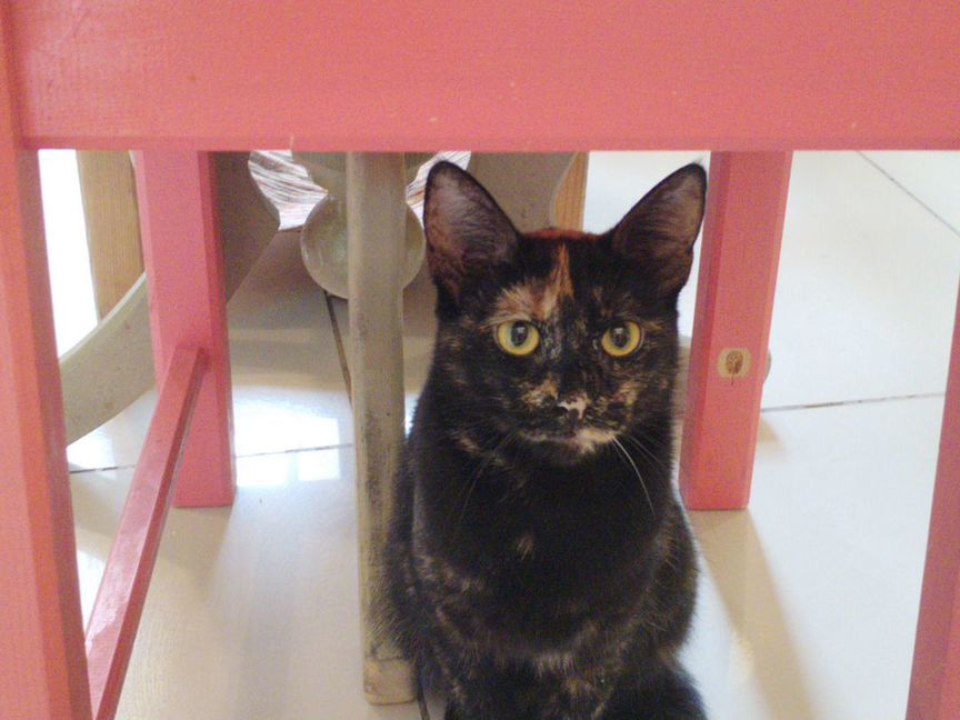 Кошечка трехцветочка в добрые руки