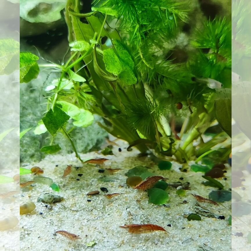 Рыбки, креветки