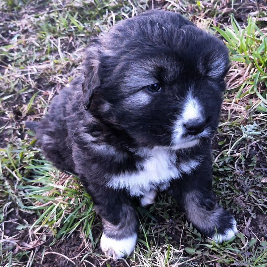 Кавказская овчарка, щенок