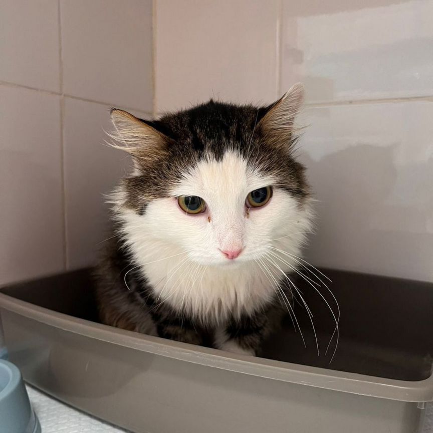 Коттв добрые руки. Отдам бесплатно