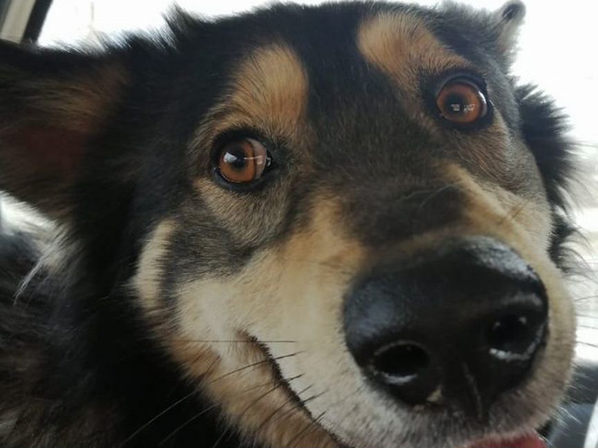 Молодой пёсик Жека, умеет охранять,любит деток