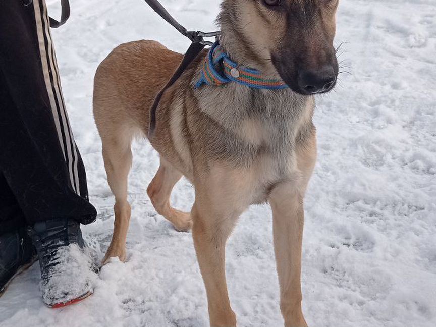 Щенок-подросток,7 мес