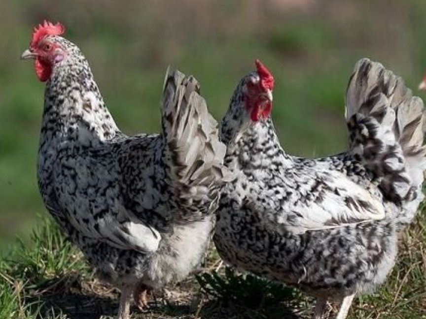 Куры несушки порода Пушкинская