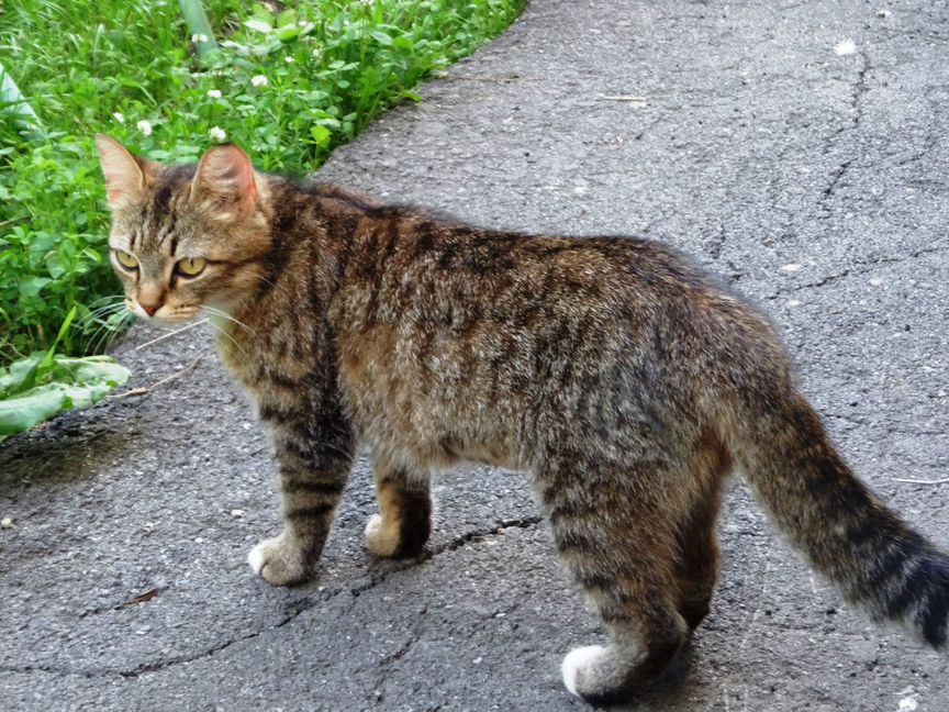 Кошечка из подвала