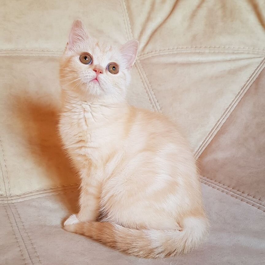 Мраморная шотландская