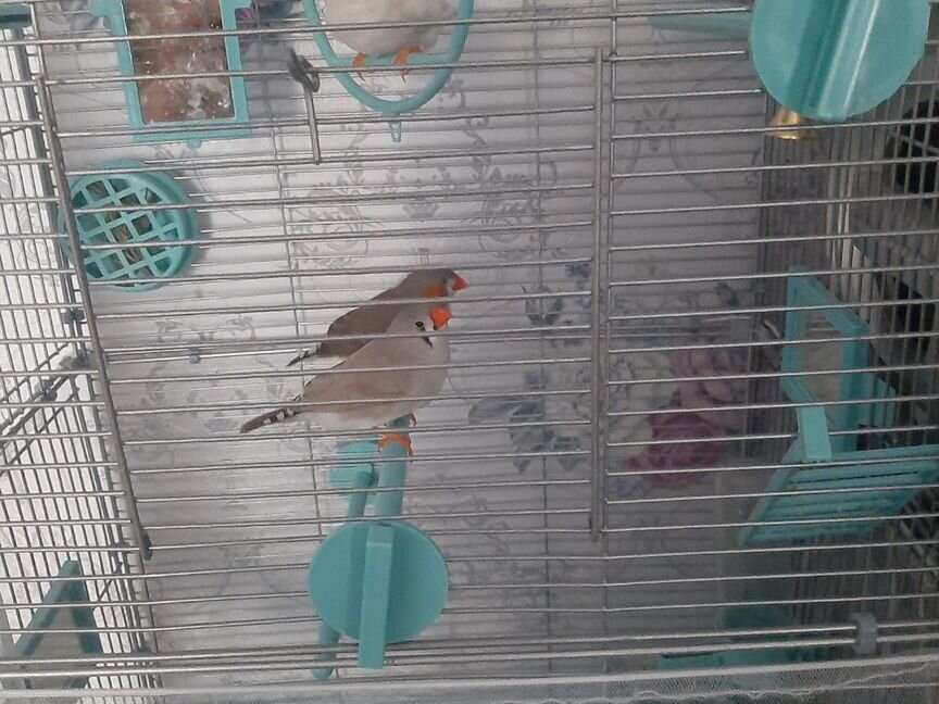 3 конорейки вместе с клеткой