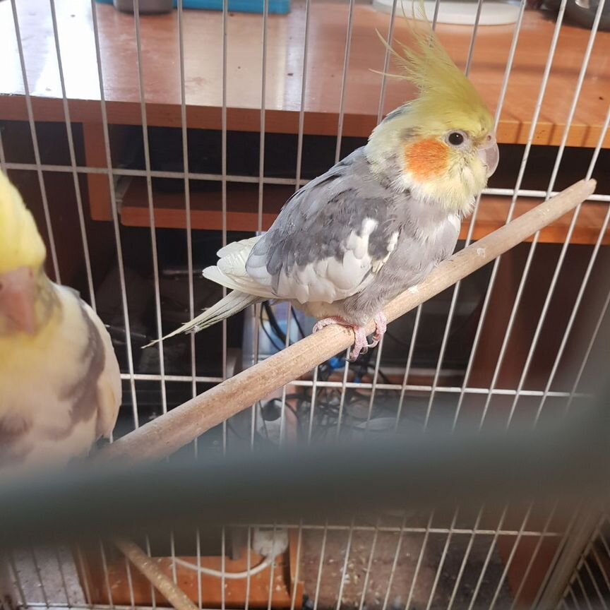 Попугай корелла птенец