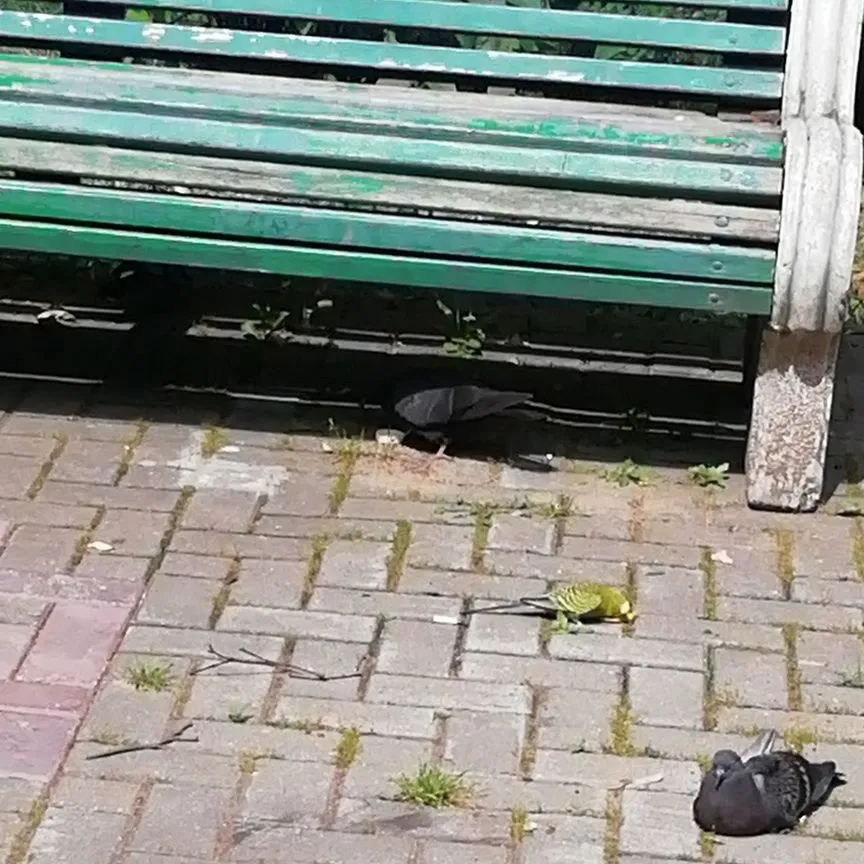 Волнистый попугай(видели на улице)