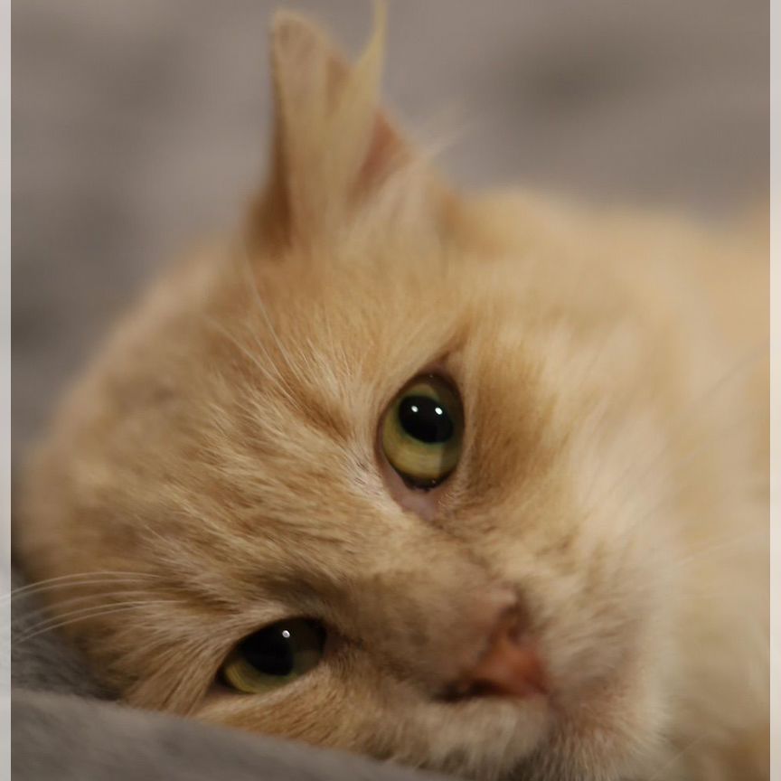 Самый лучший кот Персик
