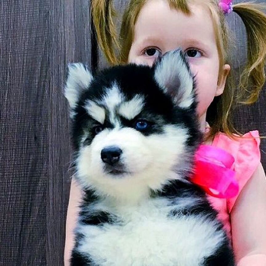 Красиииииивые хаски щеночки