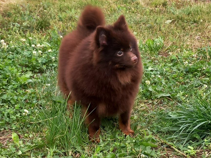 Мини шпиц щенок