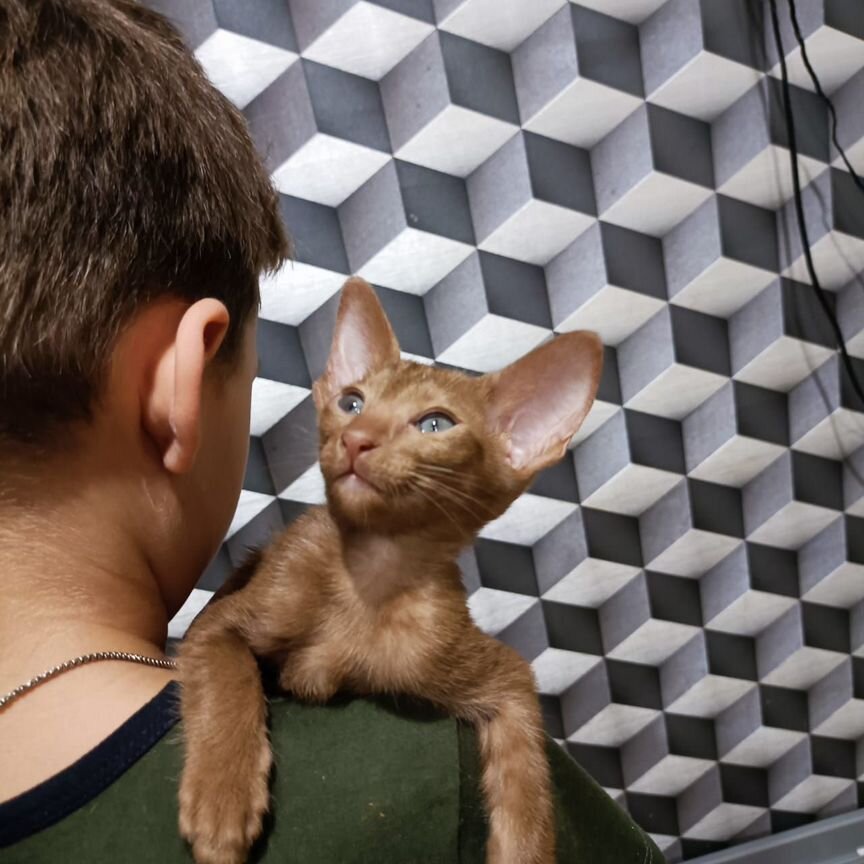 Ориентальный мальчик цинамон