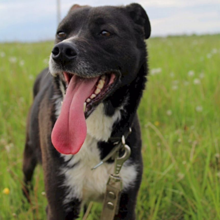 Отдам бесплатно собаку из Курской области