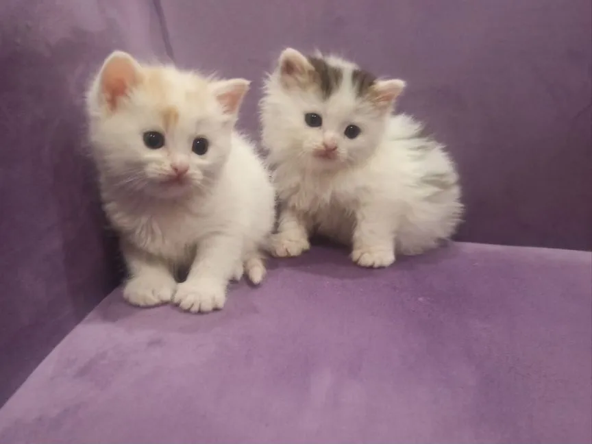 Котенок