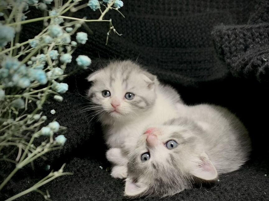 Шотландские котята