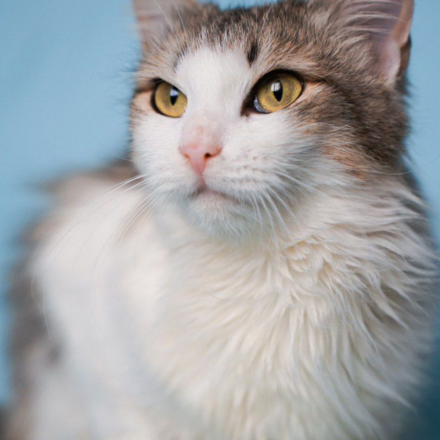 Кошечка Белочка в добрые руки