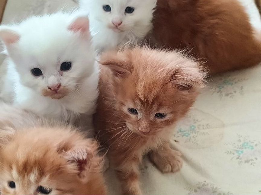 Котята мейн-кун