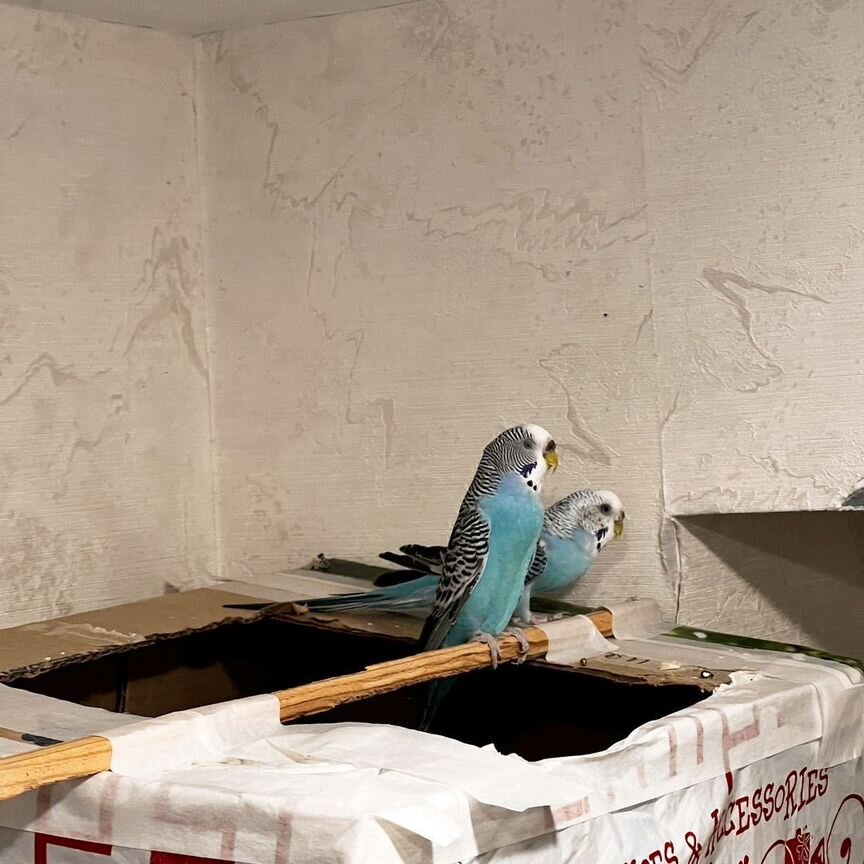 Волнистый попугай с клеткой