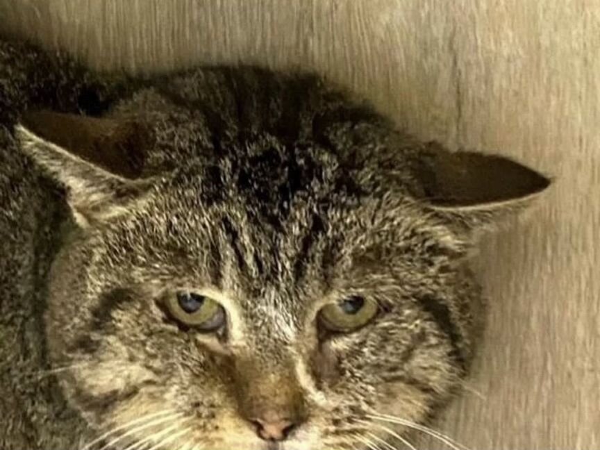 У котика никого нет