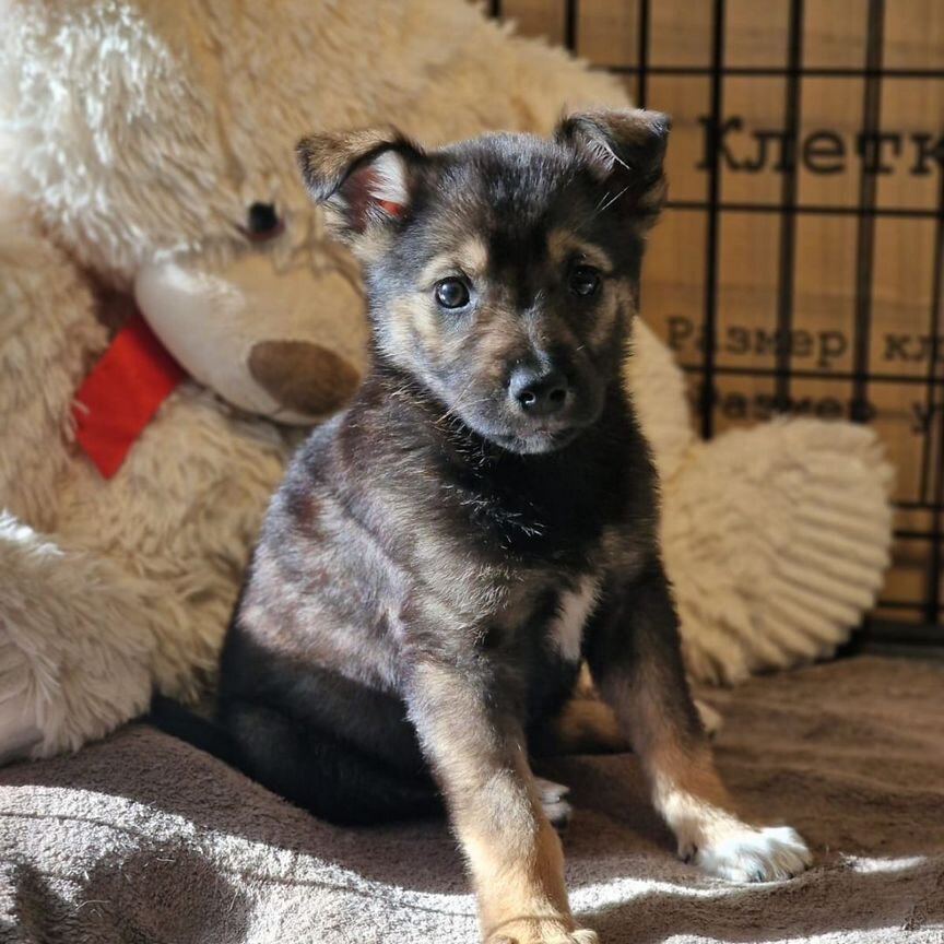 Кнопочка ищет дом