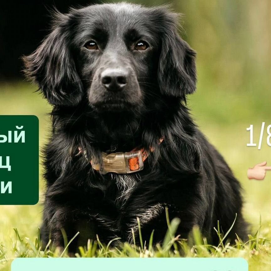 Взрослый пёс в добрые руки