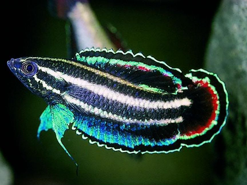 Гурами Лакричный Дайснера (Parosphromenus Deissni