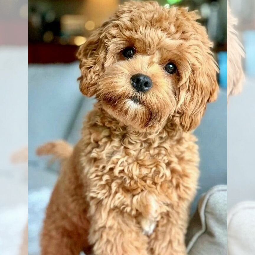 Мальтипу, щенок