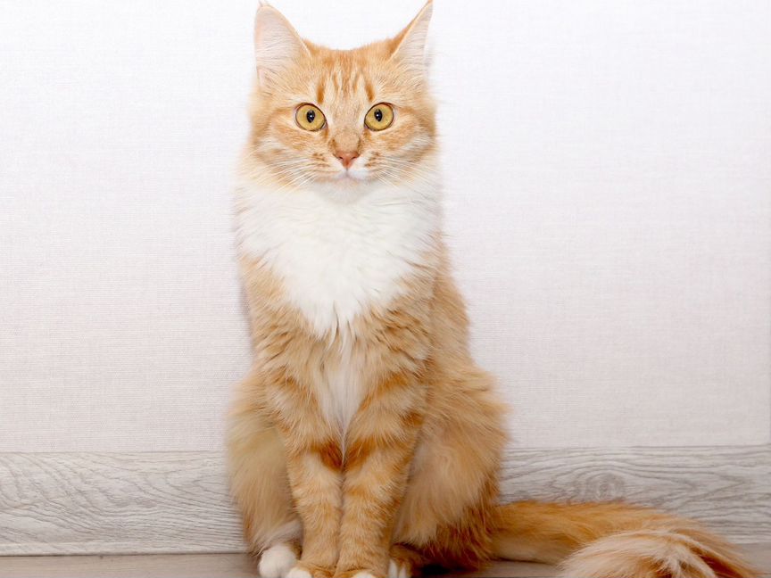 Рыженькая кошка