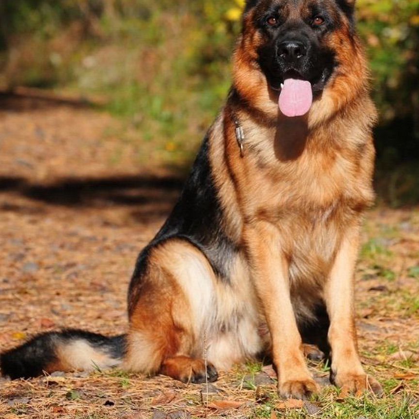 Породистые щенки немецкой овчарки